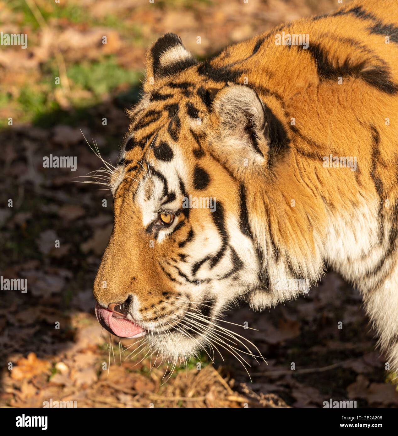 portrait of tiger with his tongue out Stock Photo - Alamy