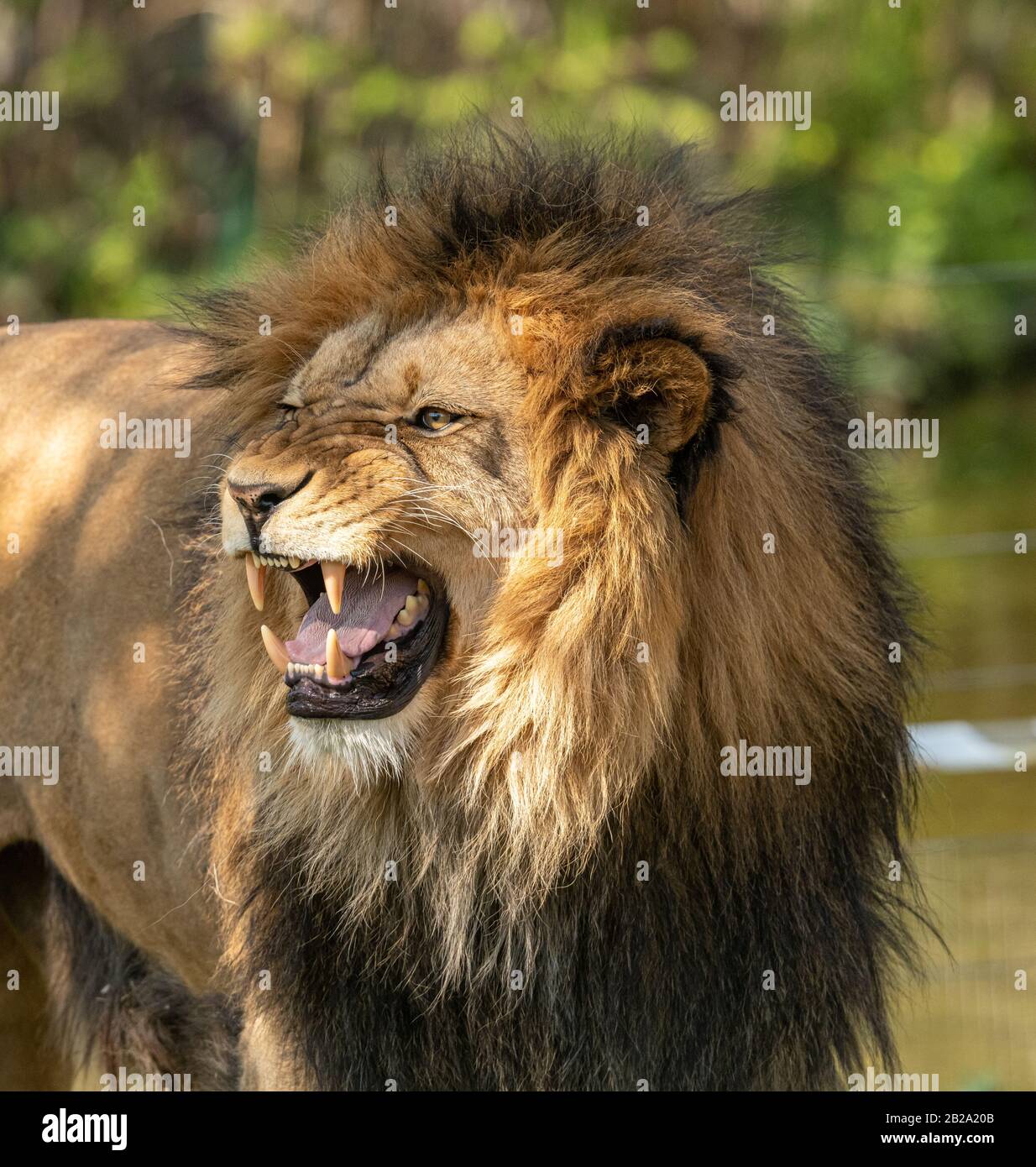 Roaring and showing teeth mouth hi-res stock photography and images - Alamy