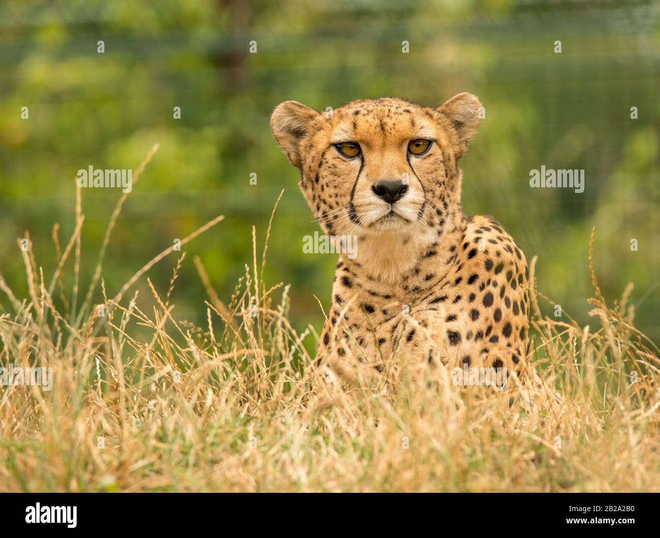 Cheetah lying on mound hi-res stock photography and images - Alamy