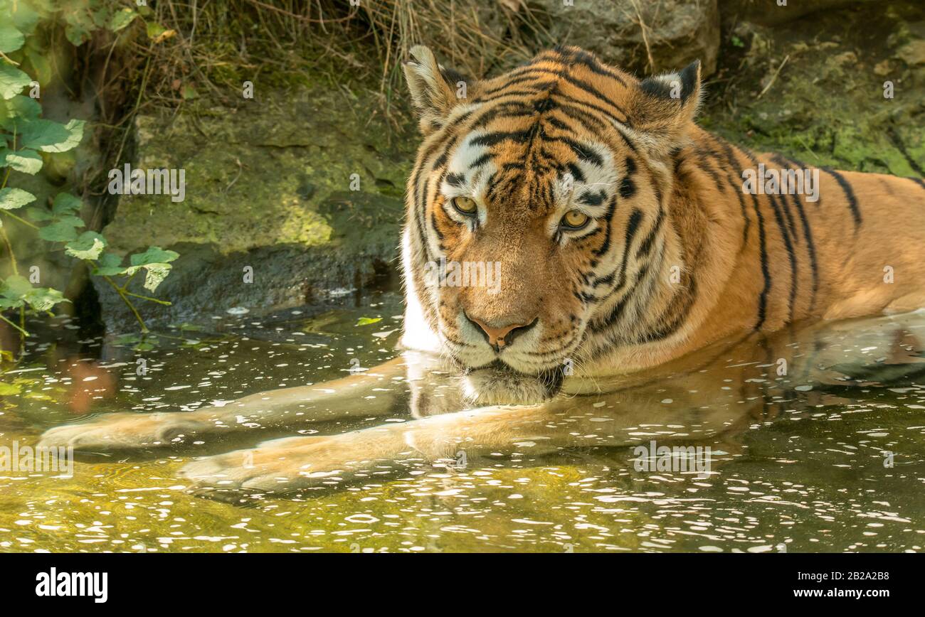 Zoo siberia tiger hi-res stock photography and images - Alamy