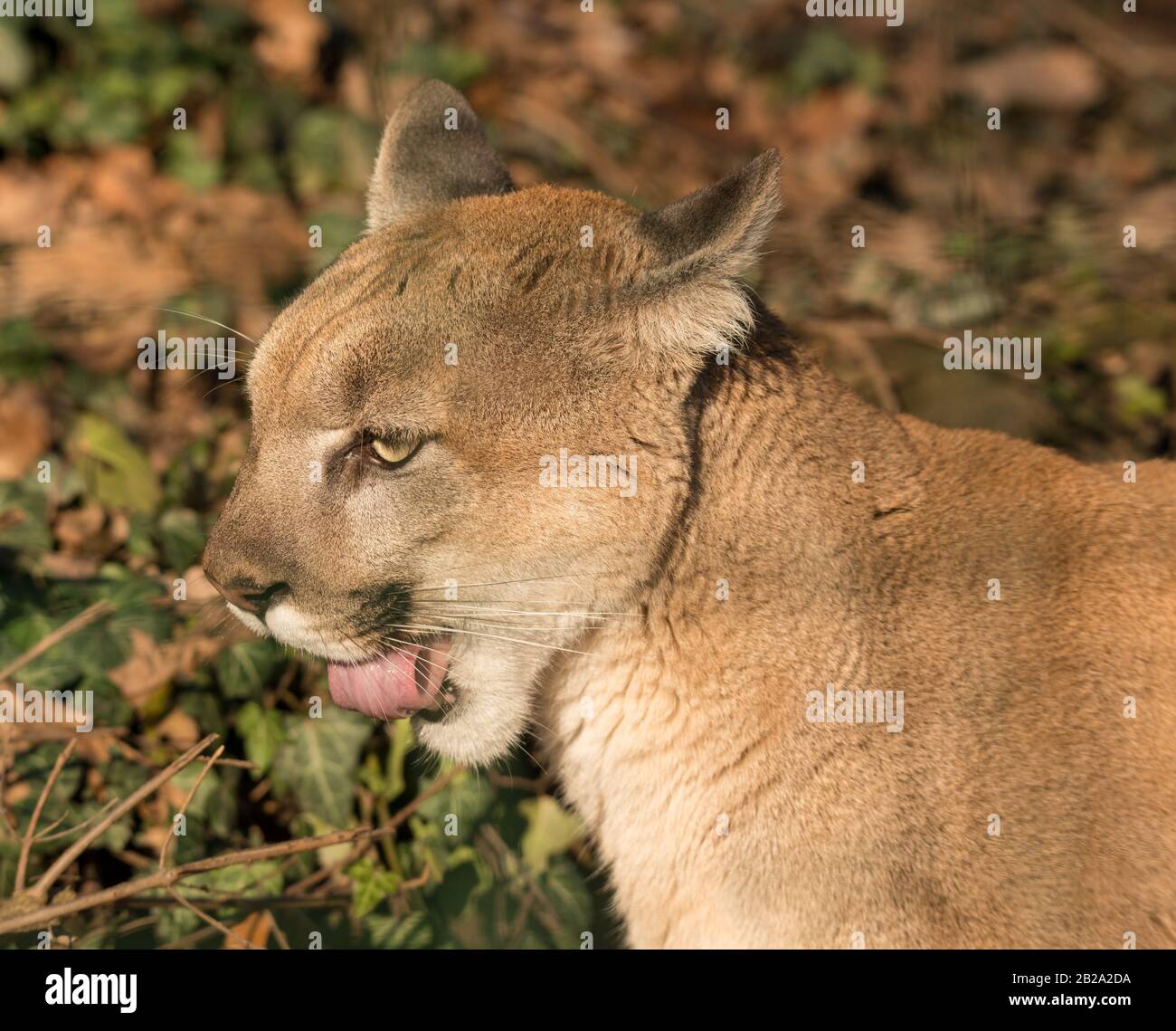 Puma growling hi-res stock photography and images - Alamy