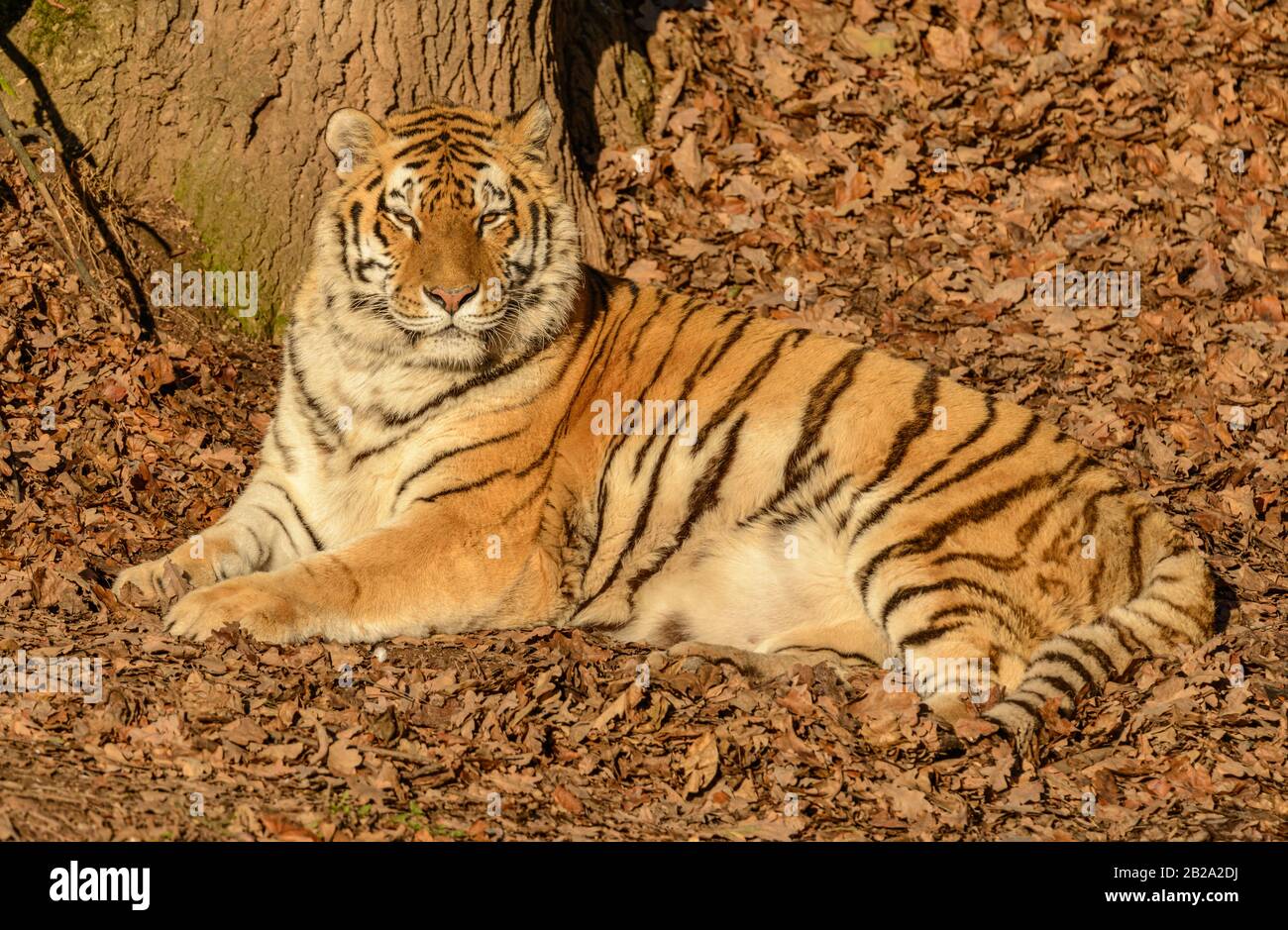 siberian tiger laying on ground in leaves in the sun in zoo Stock Photo ...