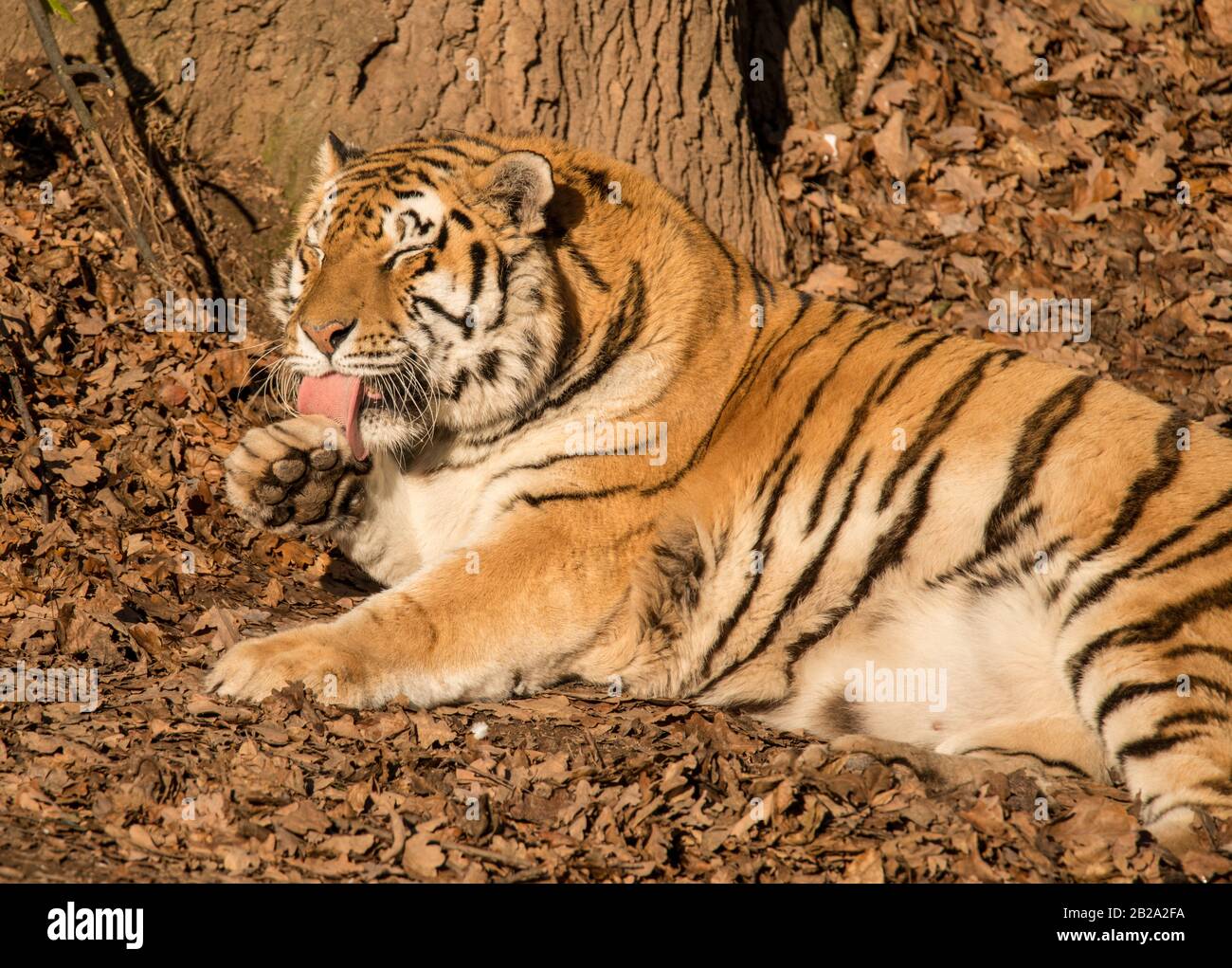 portrait siberian tiger laying on ground in leaves licking paw in zoo ...