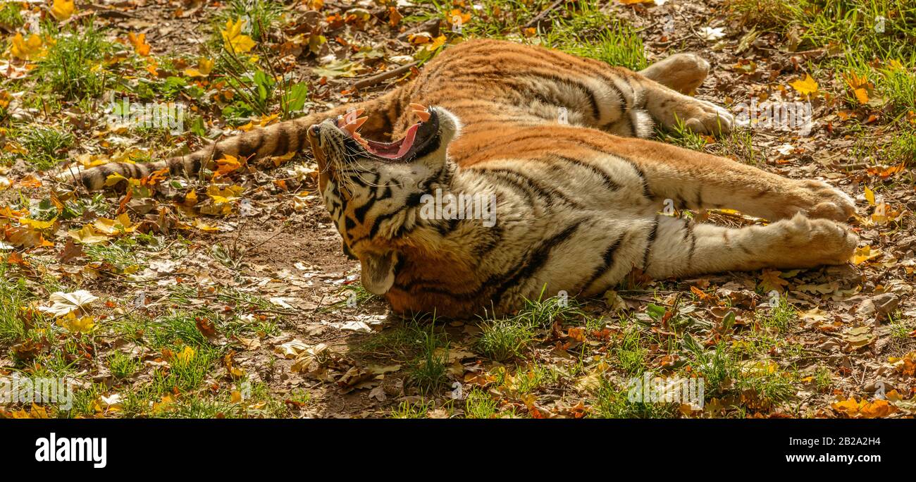 Tiger back of head hi-res stock photography and images - Alamy