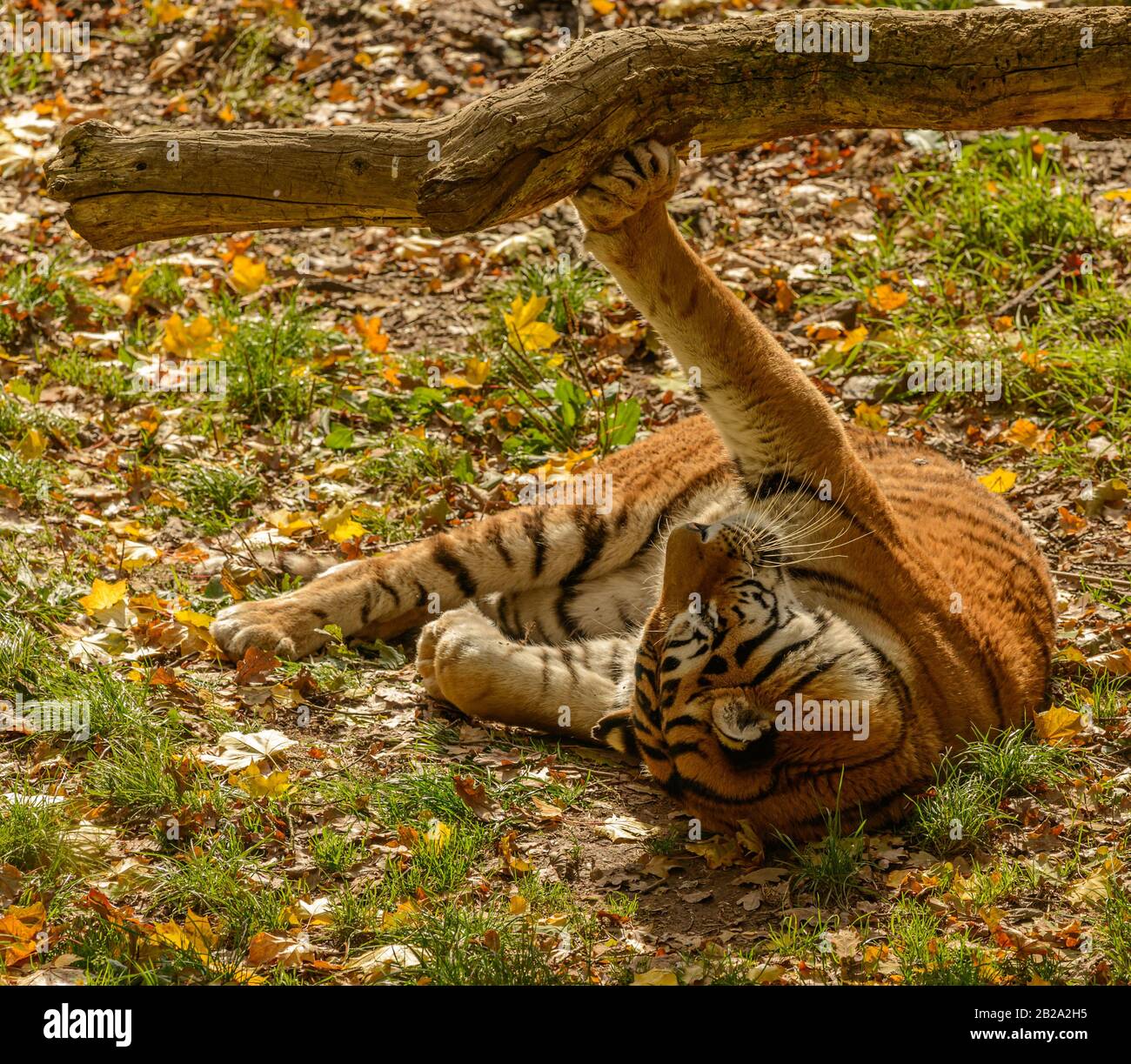 tiger laying on back playing with branch in zoo Stock Photo - Alamy