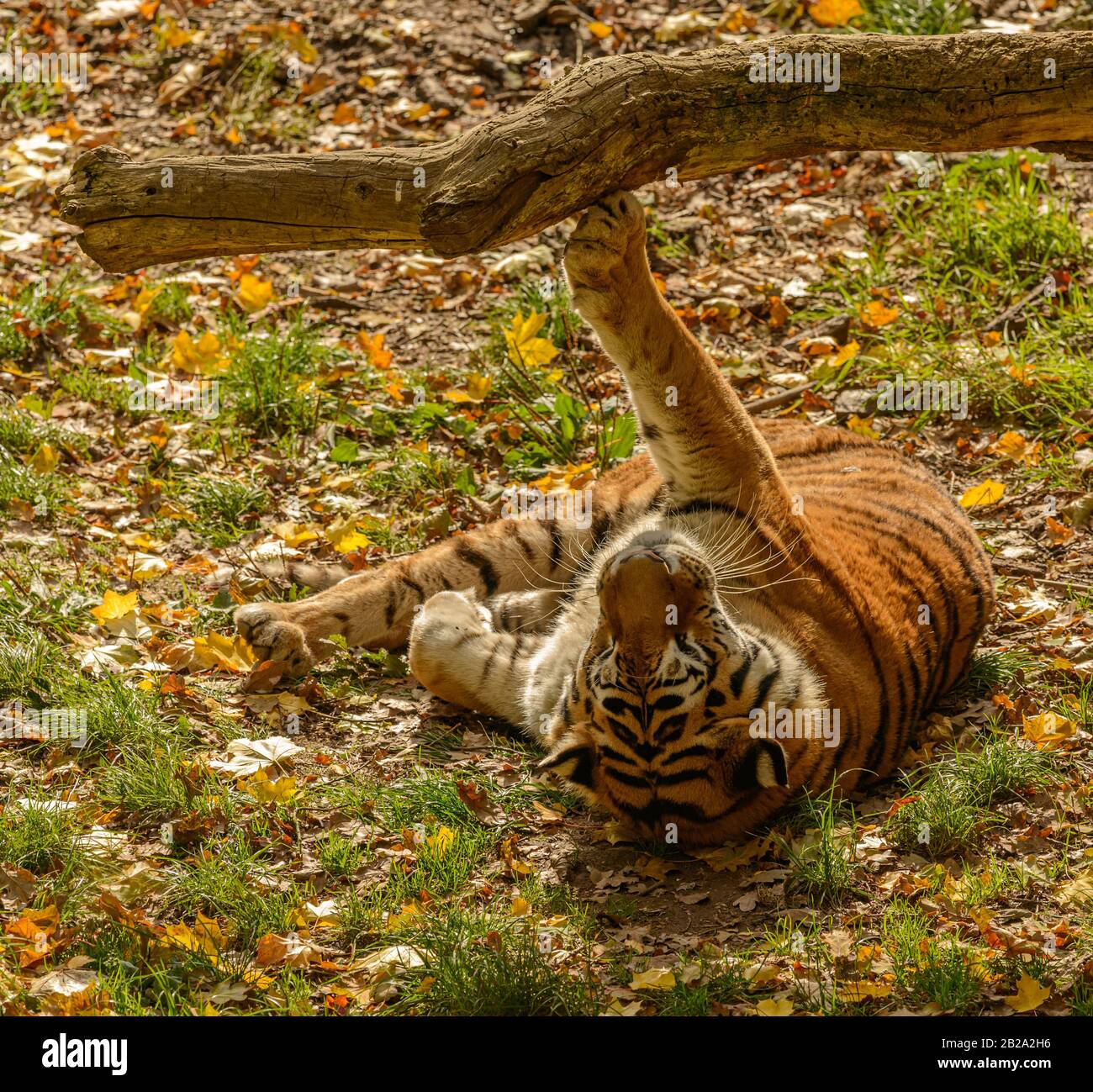 tiger laying on back raising his paw to play with branch in zoo Stock ...