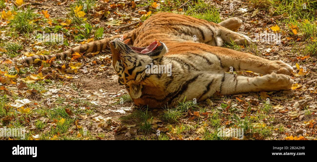 tiger laying on back yawning wide open in zoo Stock Photo - Alamy