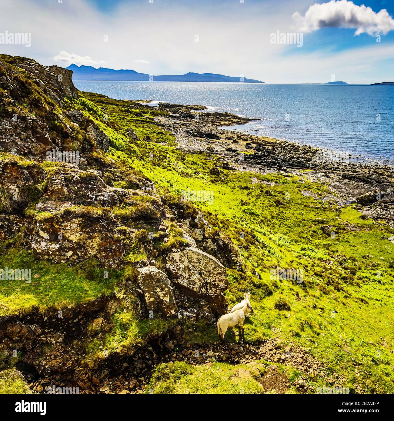 Scenic Scotland meadows with sheep in traditional landscape Stock Photo ...