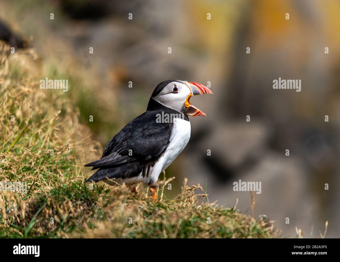 The Atlantic puffin, also known as the common puffin Stock Photo - Alamy
