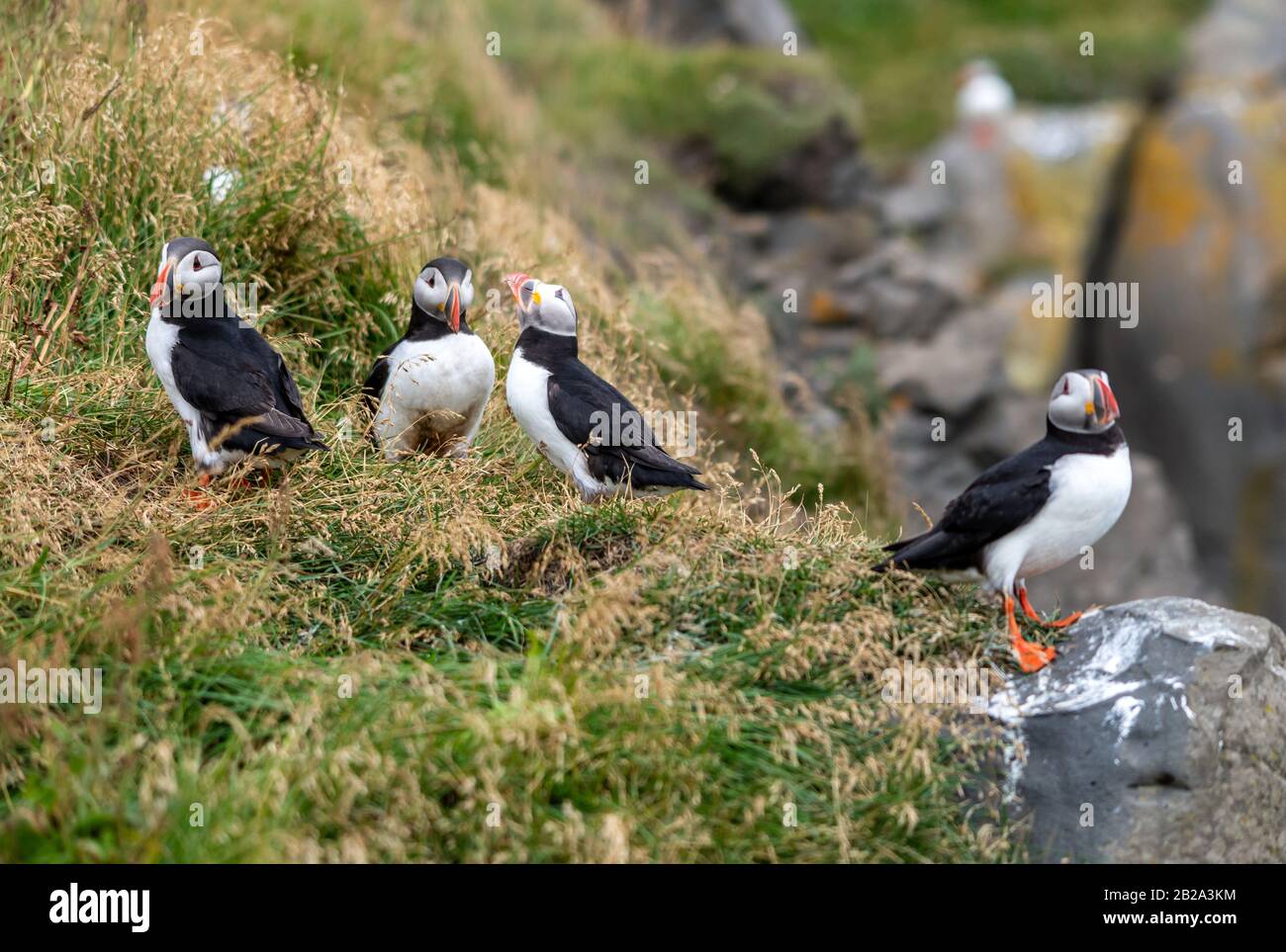 The Atlantic puffin, also known as the common puffin Stock Photo - Alamy