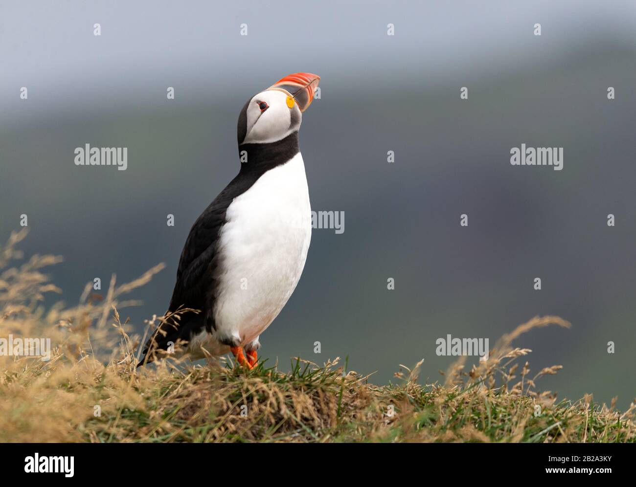 The Atlantic puffin, also known as the common puffin Stock Photo - Alamy
