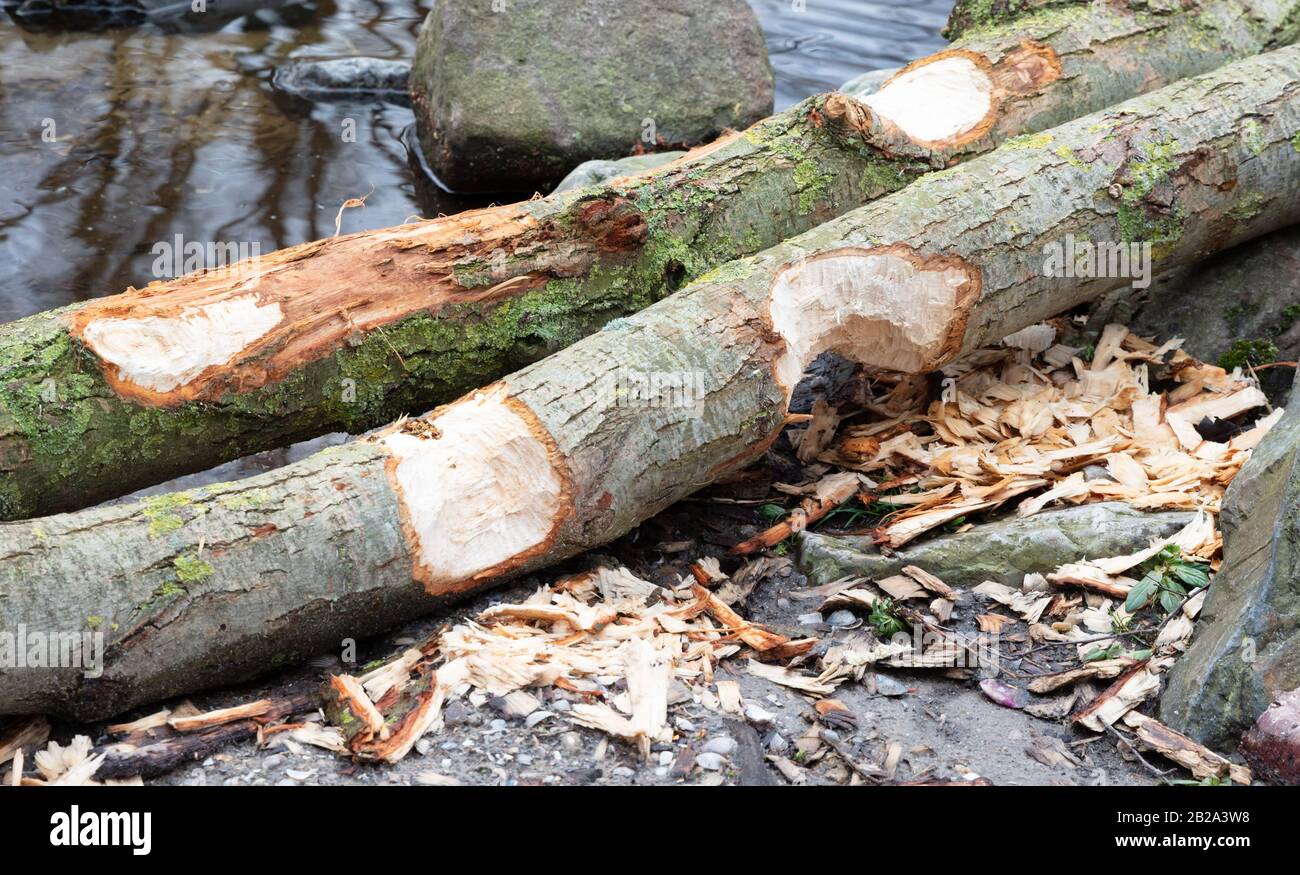 Beaver bite marks on tree trunk and water and trees in forest in ...