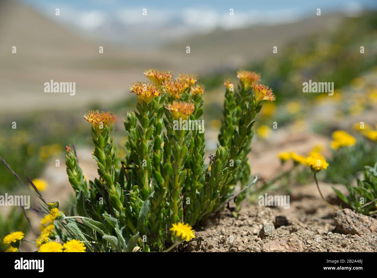 Rhodiola rosea (commonly golden root, rose root, roseroot, western ...
