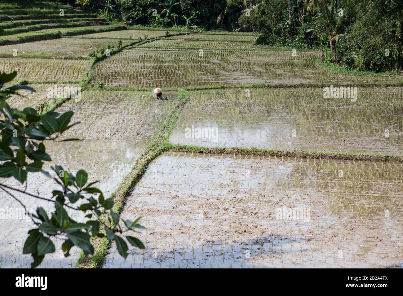 Traditional Balinese Rice Fields and Seasonal Harvest Stock Photo - Alamy