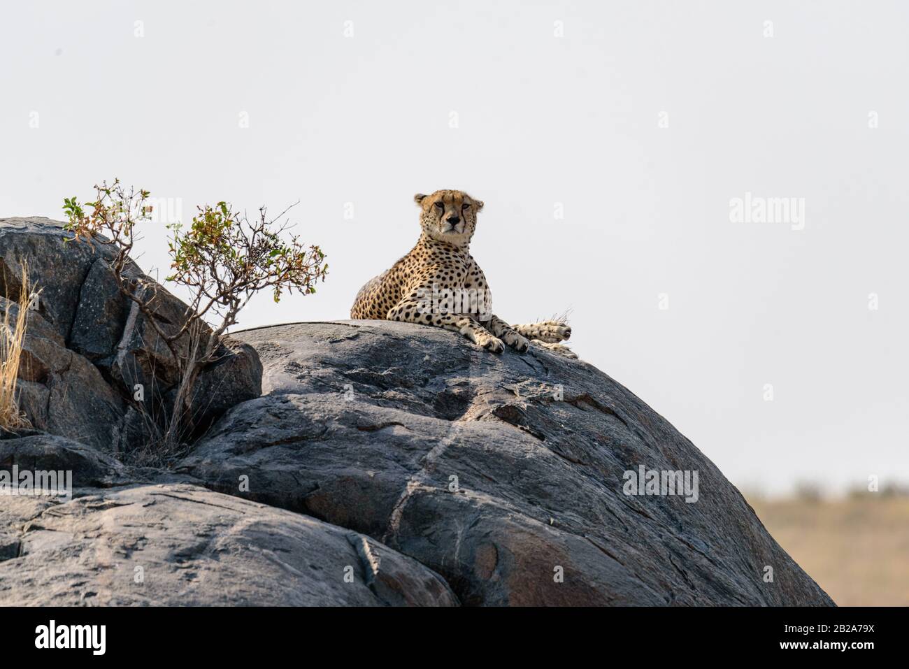 Tanzania safari cheetah rock hi-res stock photography and images - Alamy