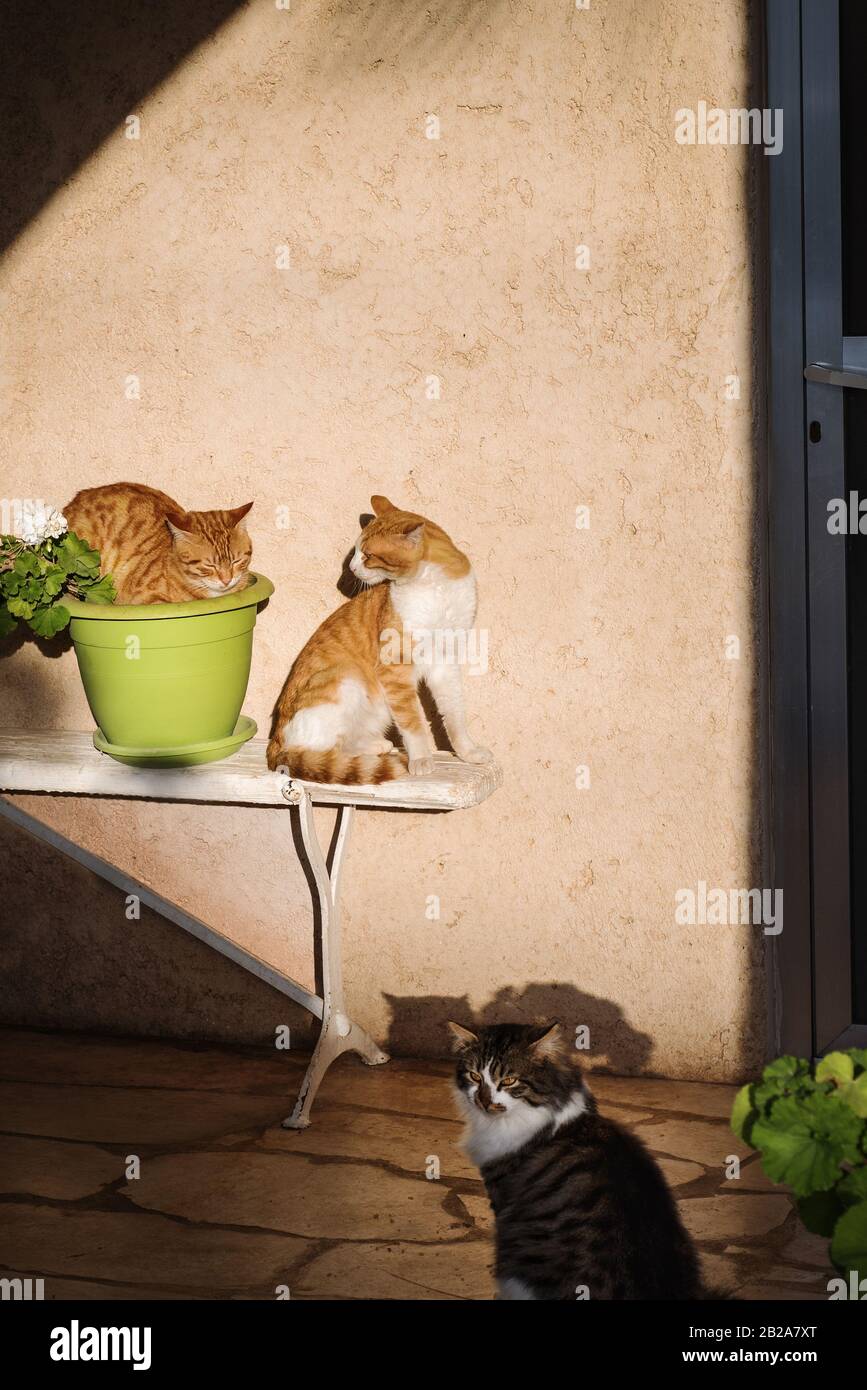 Three cats relaxing in the sun outside home Stock Photo - Alamy