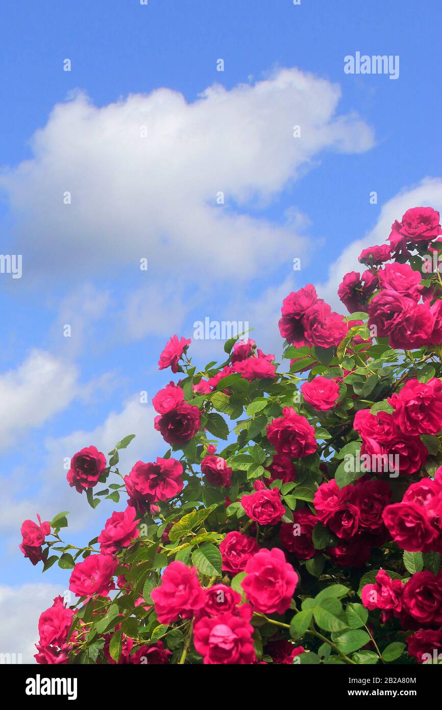A large Bush of pink roses against a blue sky. Vertical orientation ...