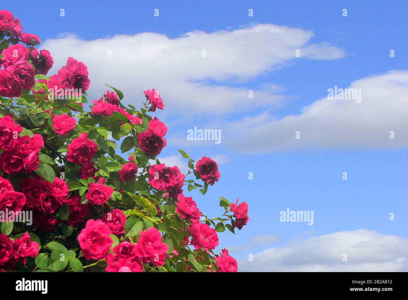 A large Bush of pink roses against a blue sky. Horizontal orientation ...