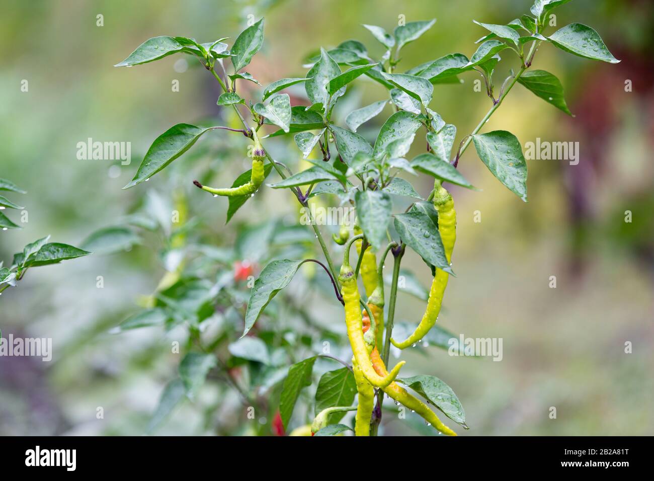Ripe spicy pepper plant with pods on farmers field Stock Photo - Alamy