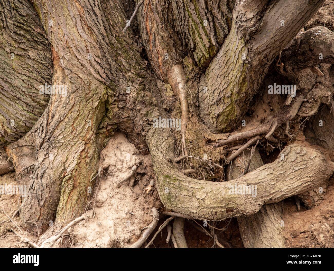 Old, intertwined trunks and roots of trees in the Park Stock Photo - Alamy