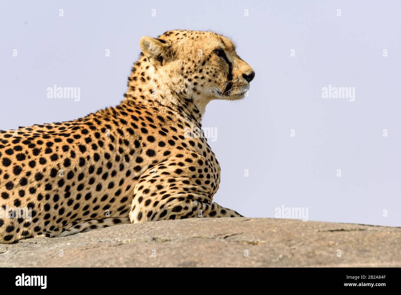 Tanzania safari cheetah rock hi-res stock photography and images - Alamy