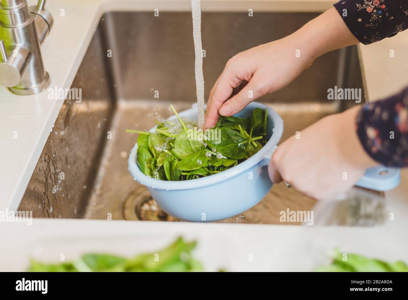 Washing spinach leaves in the kitchen Stock Photo - Alamy