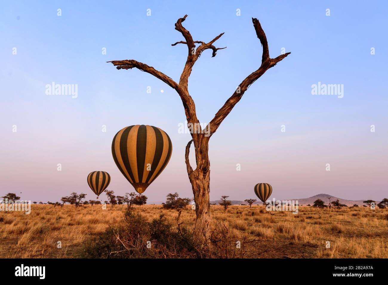 Three gas ballons start to rise in the morning in the Serengeti savanna ...