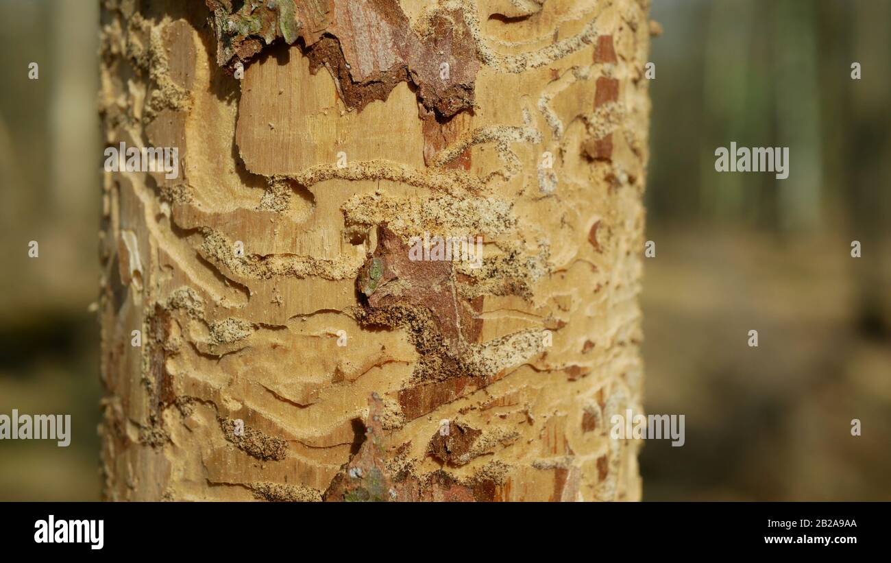 Bark beetle pest Ips typographus, spruce and bast tree infested and ...