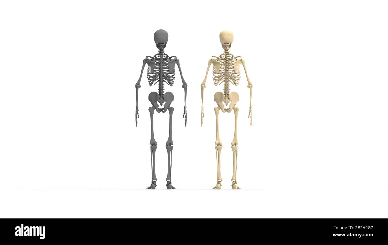 3D rendering of a human skeleton anatomy standing bones tall isolated ...