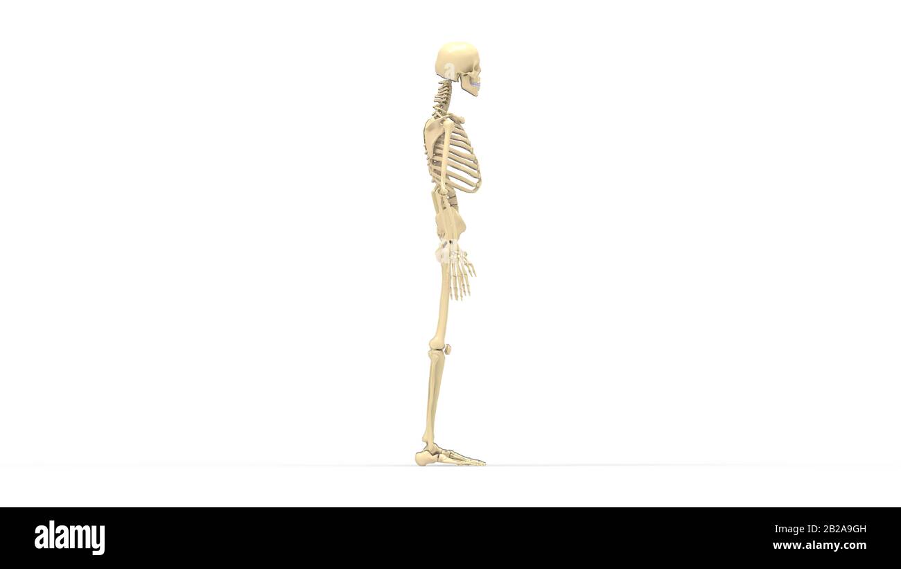 3D rendering of a human skeleton anatomy standing bones tall isolated ...