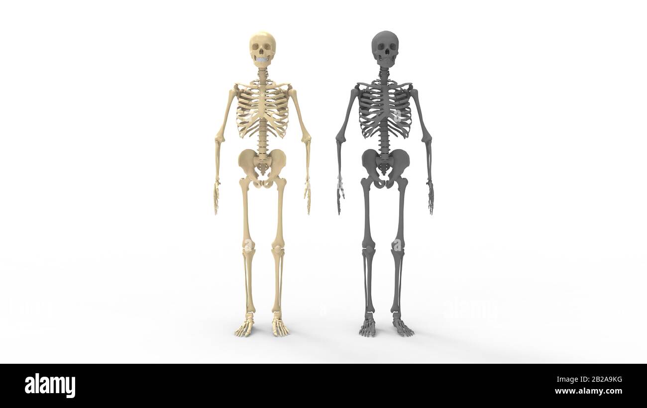 3D rendering of a human skeleton anatomy standing bones tall isolated ...