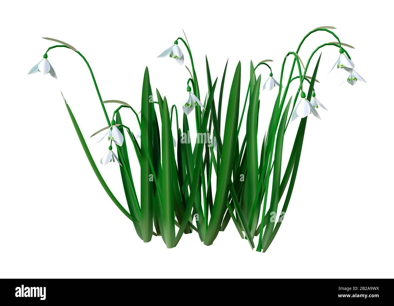 3D rendering of a group of snowdrop flowers isolated on white ...