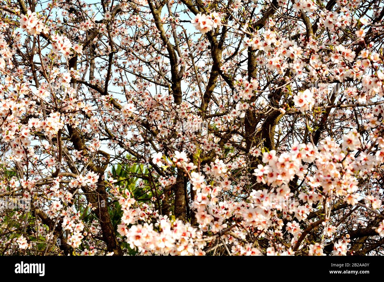 tree in blossom in spring Stock Photo - Alamy
