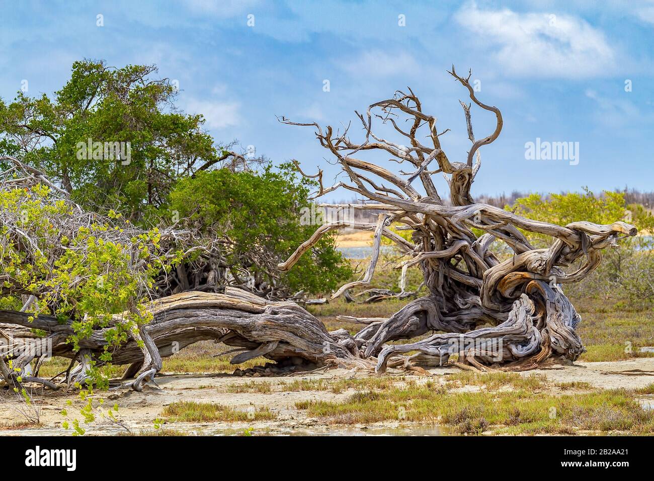 Fallen winding dead tree lying in nature on island Bonaire Stock Photo ...