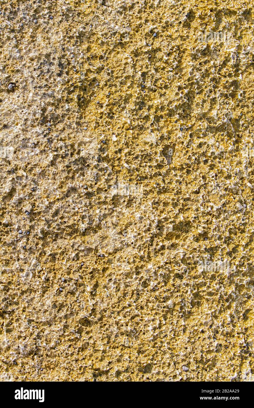 Fossil texture hi-res stock photography and images - Alamy