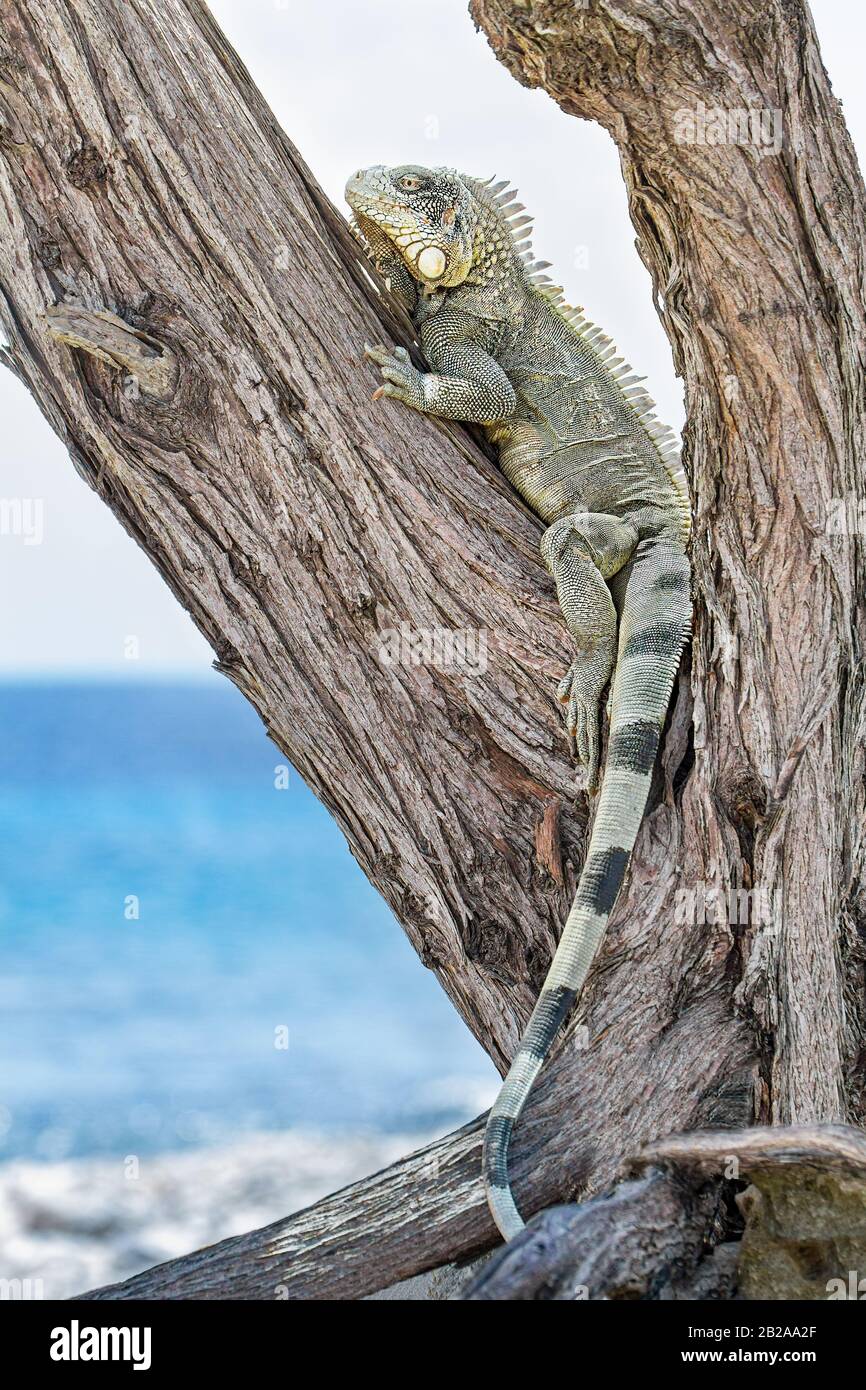 Green iguana climbing in tree at coast on island Bonaire Stock Photo ...