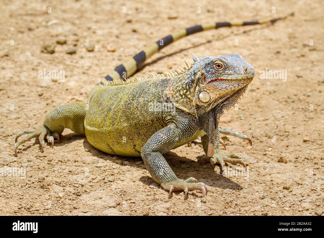 Close up beautiful green iguana stands on ground Stock Photo - Alamy