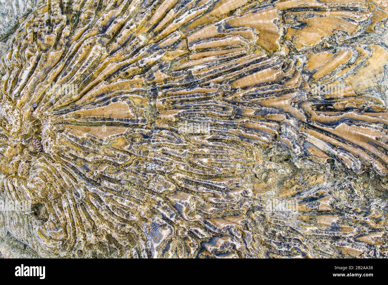 Fossil of shell with grooves as a backdrop Stock Photo - Alamy