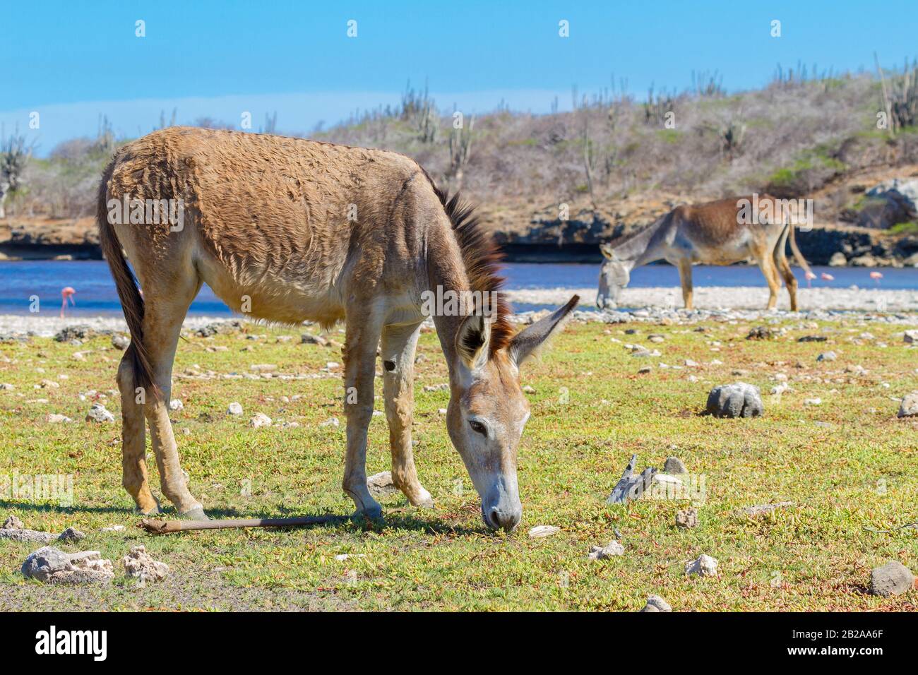 Donkeys in bonaire hi-res stock photography and images - Alamy