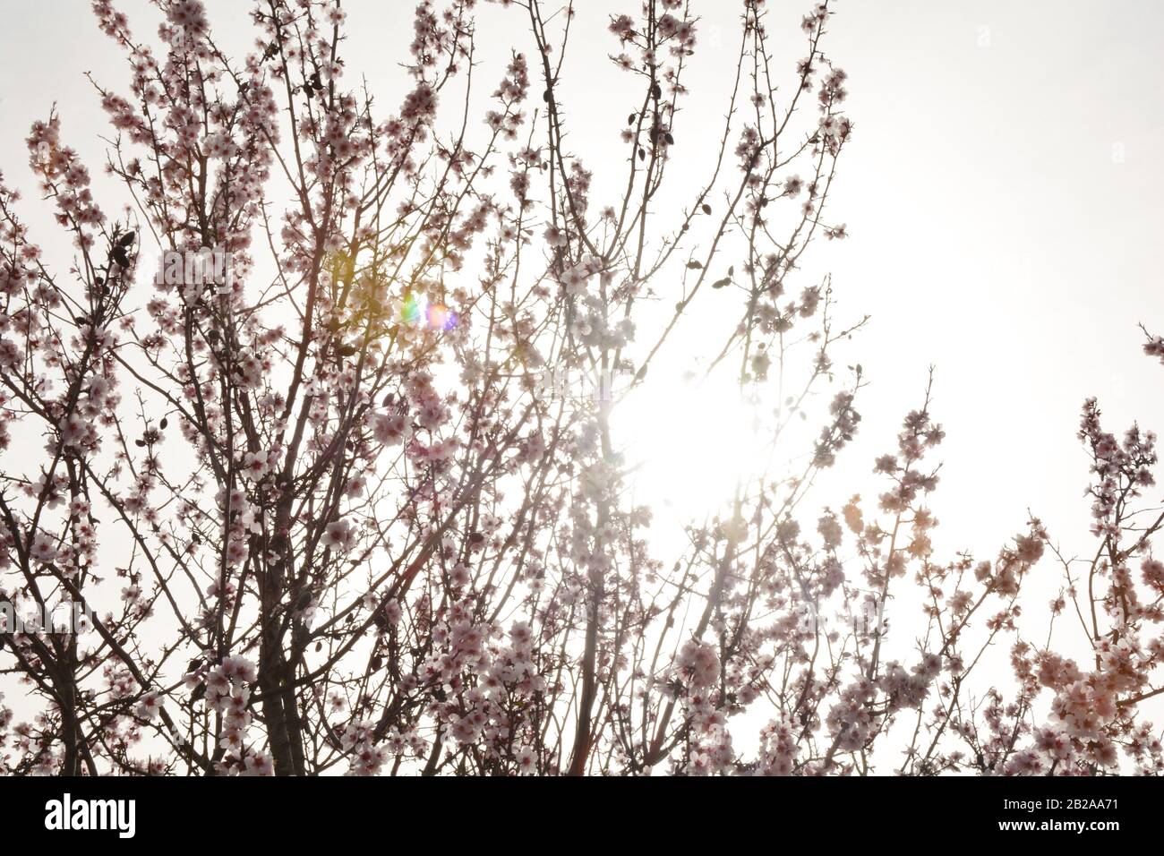 tree in blossom in spring Stock Photo - Alamy