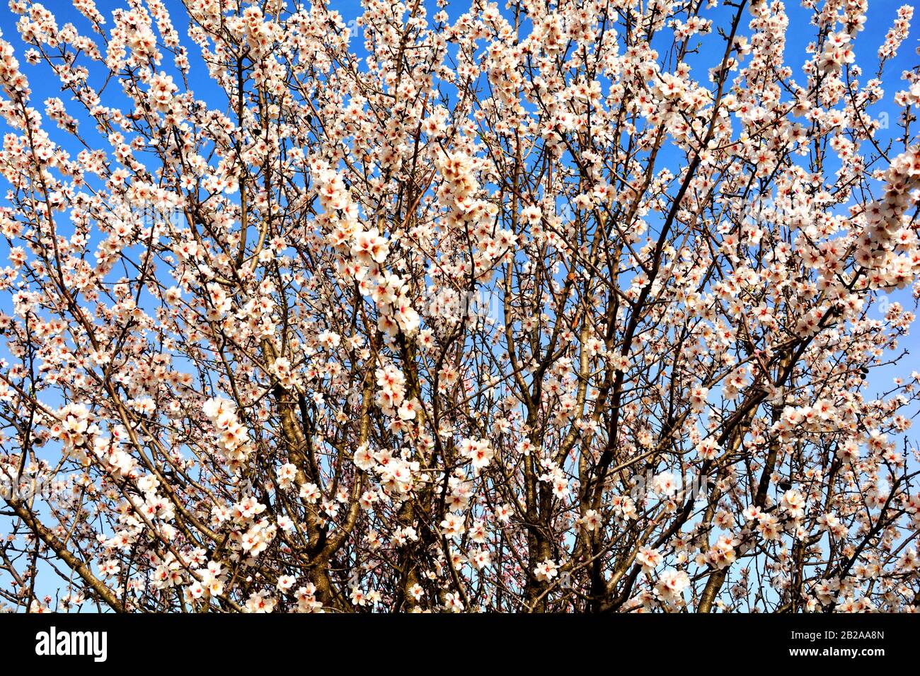 tree in blossom in spring Stock Photo - Alamy