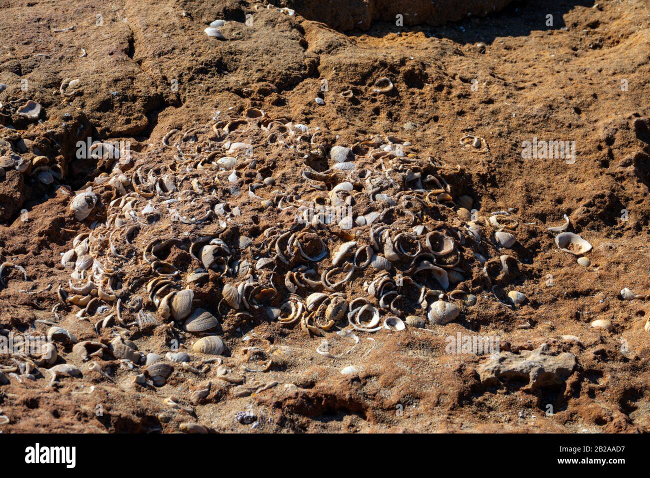 Shell fossils embedded in rock, on the Mediterranean coast at ...