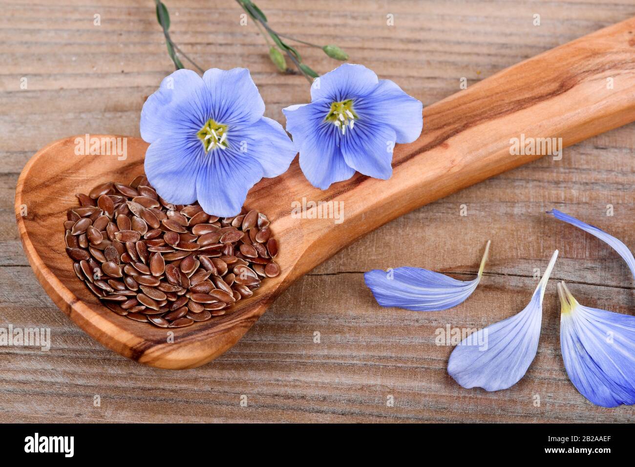 Flaxseed flower hi-res stock photography and images - Alamy