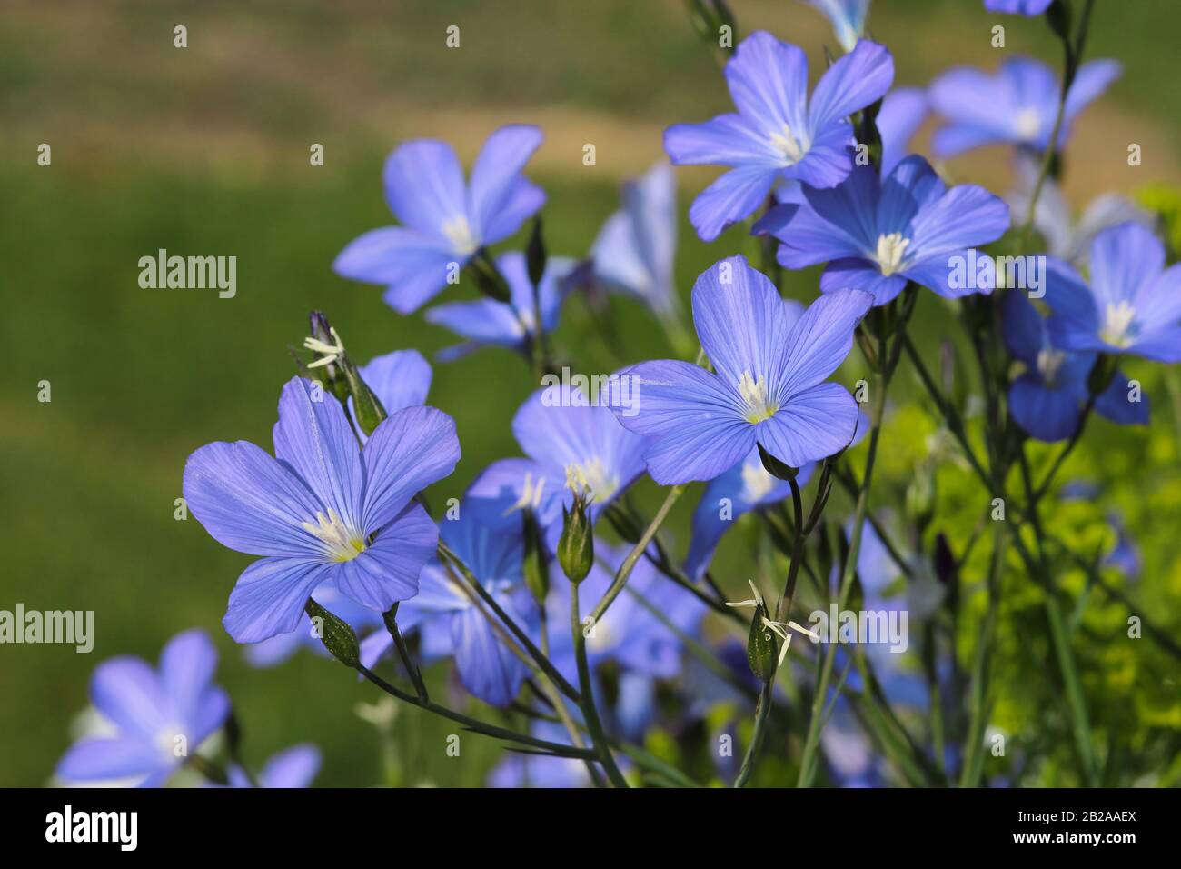 Flax field bloom hi-res stock photography and images - Alamy