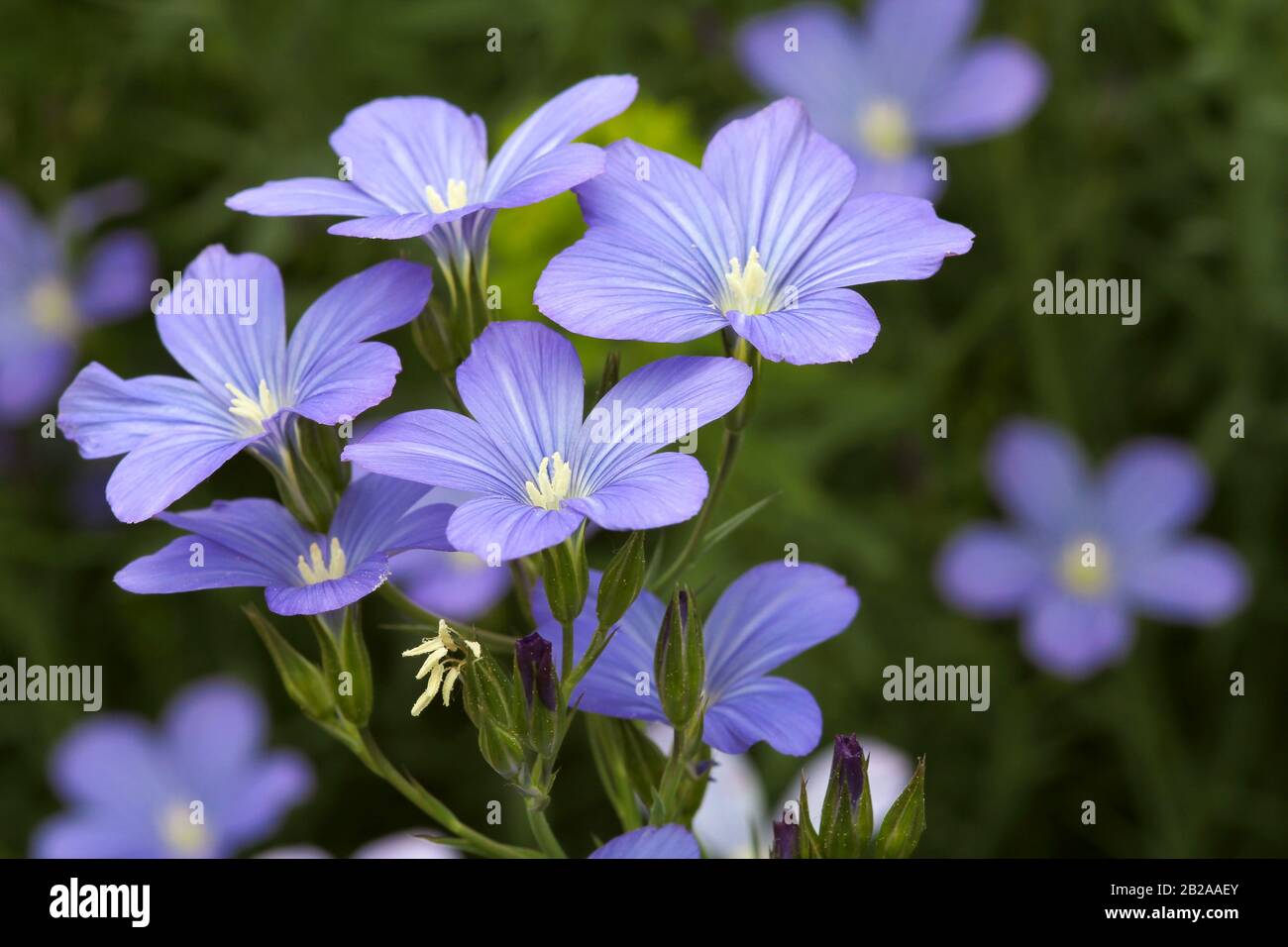 Flax seed flower hi-res stock photography and images - Alamy