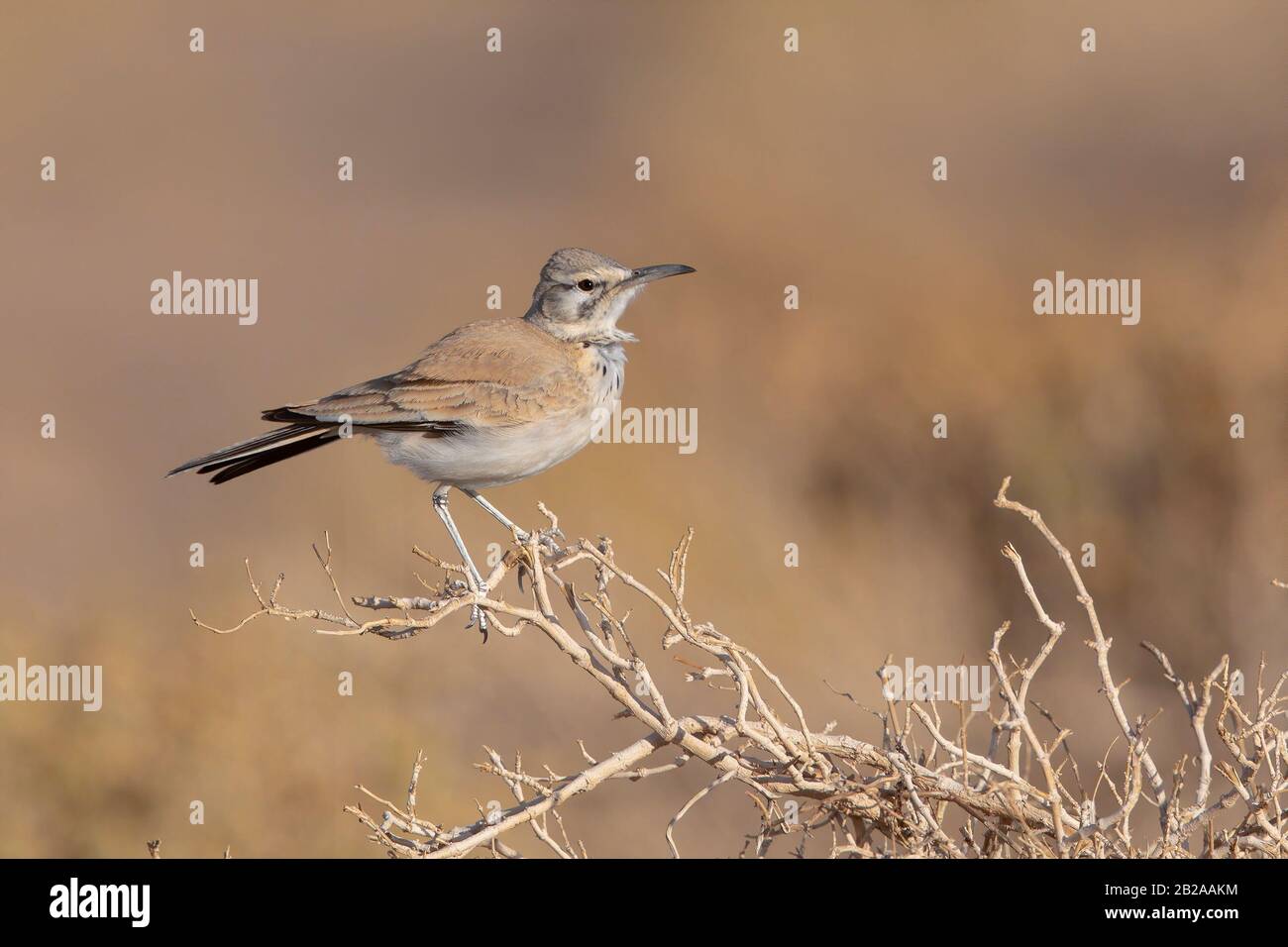Hoopoe billed hi-res stock photography and images - Alamy