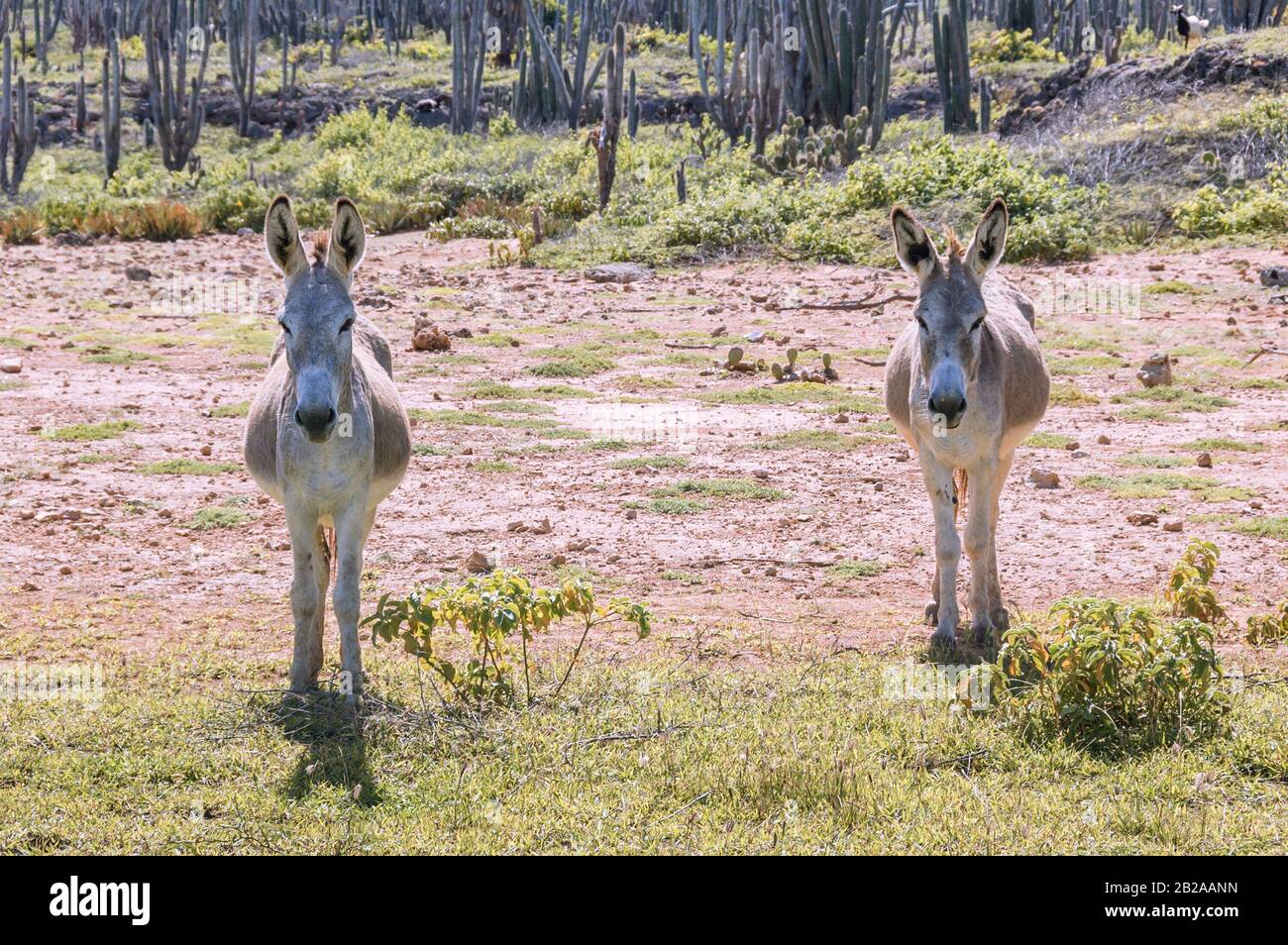Two donkeys standing together in a field on the caribbean island ...