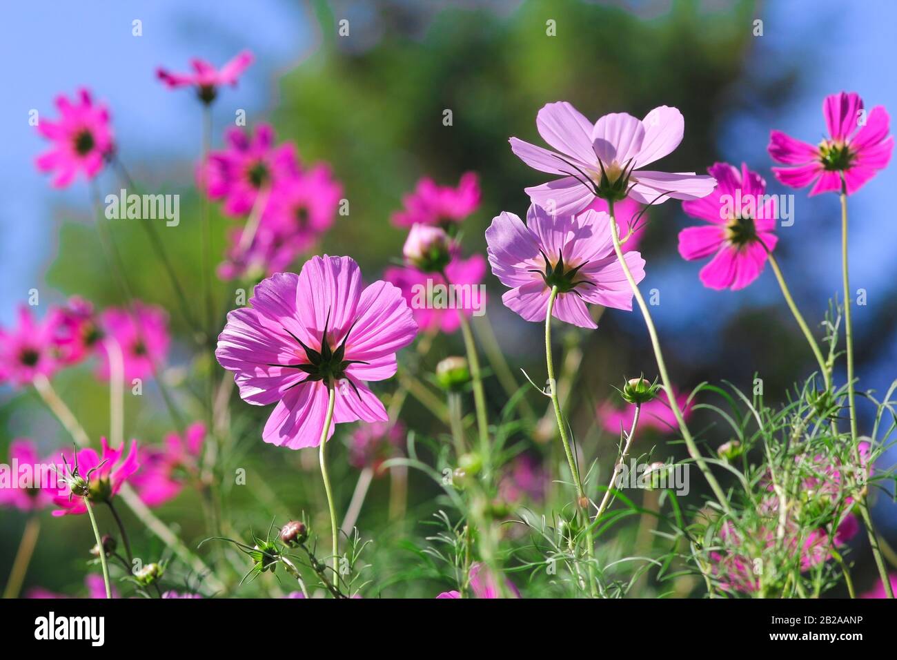 Colorful cosmos hi-res stock photography and images - Alamy