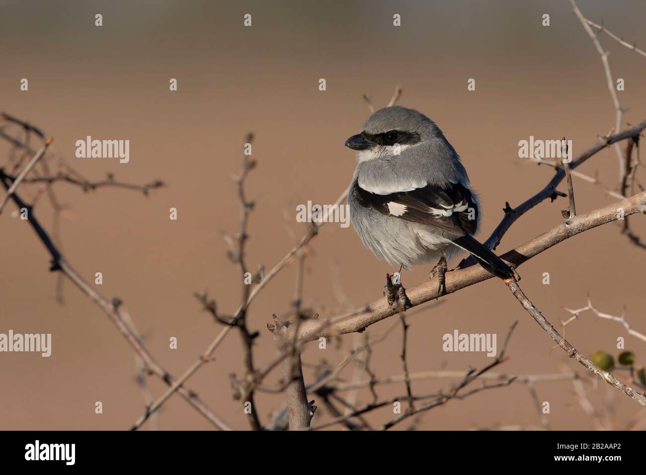 Great Grey shrike Stock Photo - Alamy