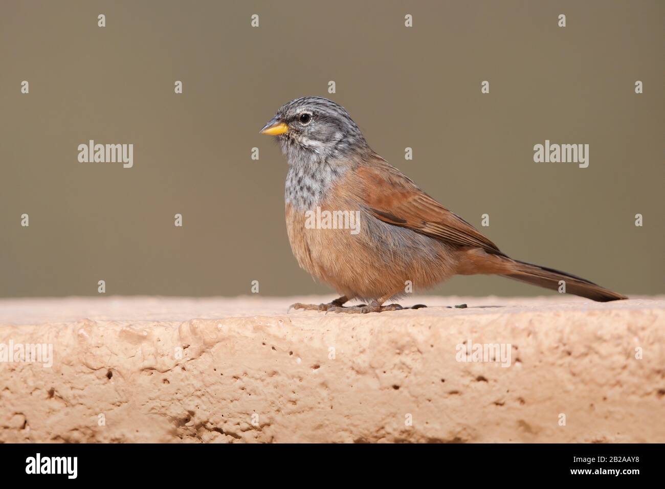 House bunting bird hi-res stock photography and images - Alamy